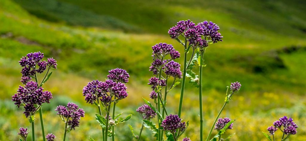 Kitulo National Park - Gundua Africa Adventure