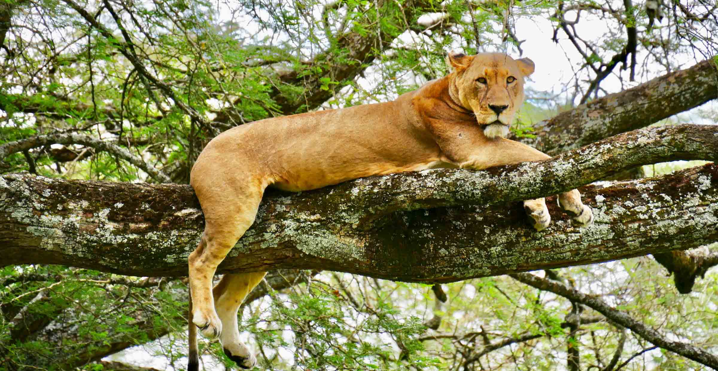 15 Days Local Cave Expedition Safari - Gundua Africa Adventure