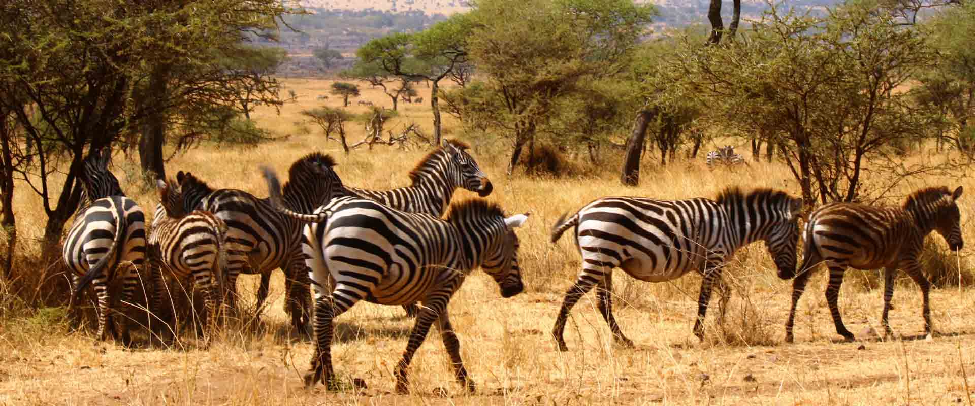 Mikumi National Park - Gundua Africa Adventure