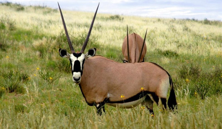 Mkomazi National Park - Gundua Africa Adventure