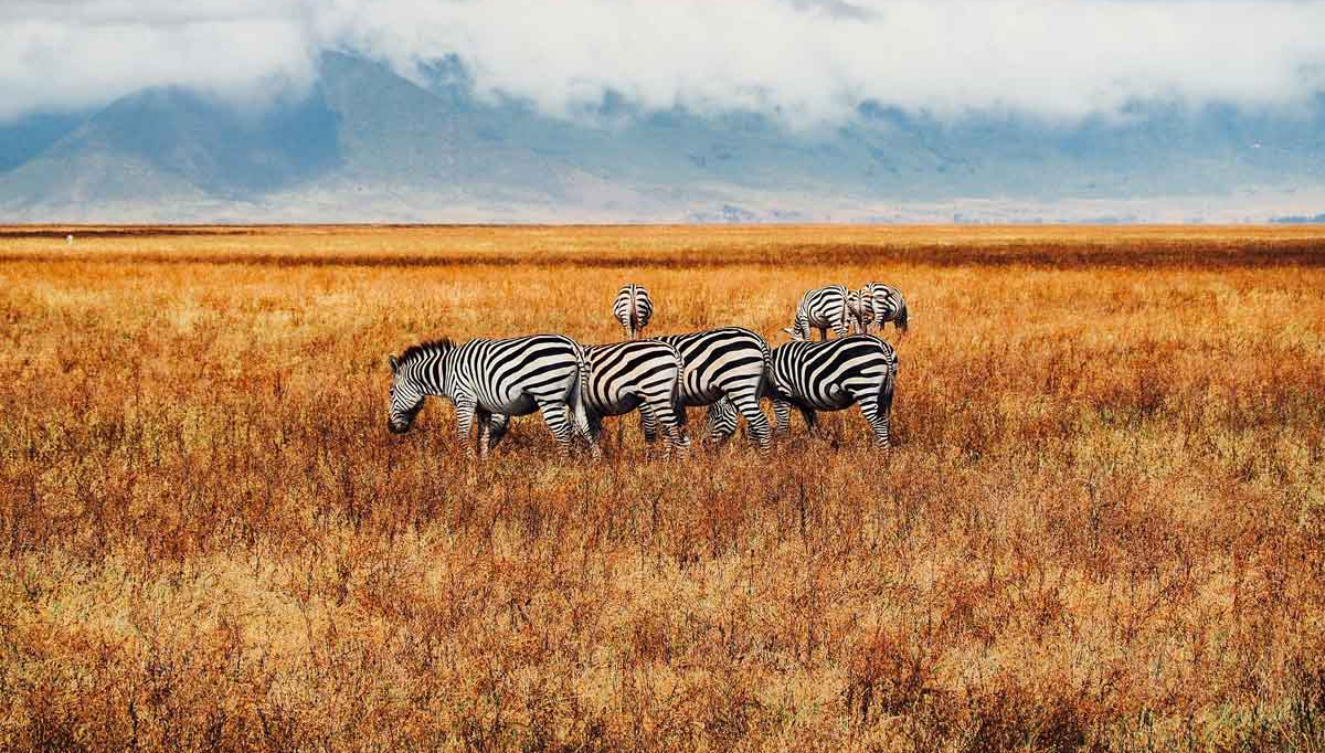 2 Days Tarangire Ngorongoro Safari Tanzania | Gundua Africa Adventures