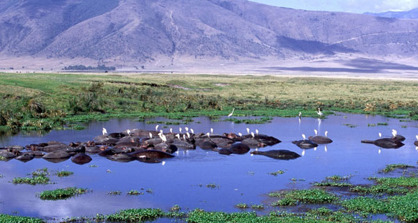 7 Days Simba Safari Tanzania | Gundua Africa Adventures