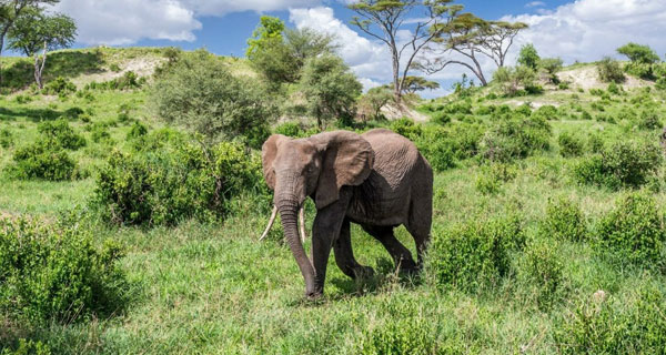 5 Days Endless Plain Safari - Gundua Africa Adventure