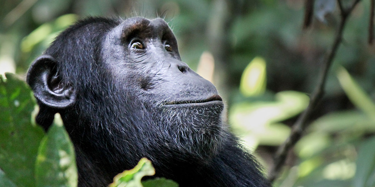 Gombe National Park - Gundua Africa Adventure