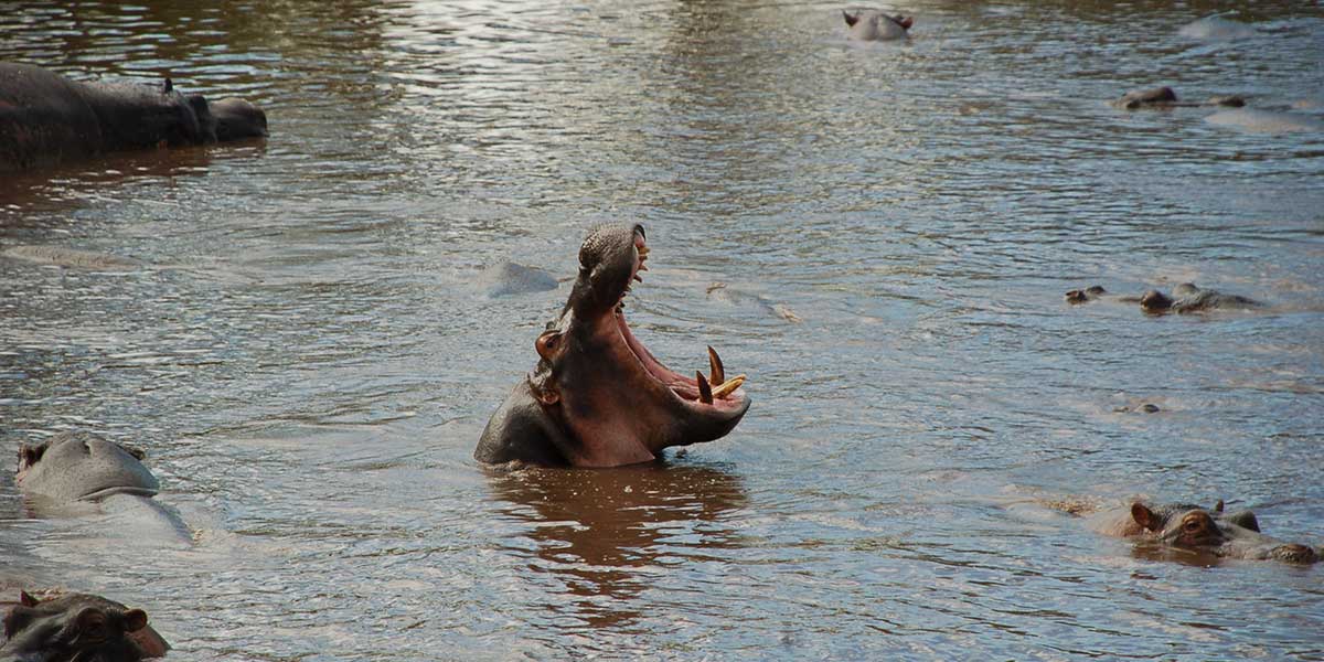 Katavi National Park - Gundua Africa Adventure