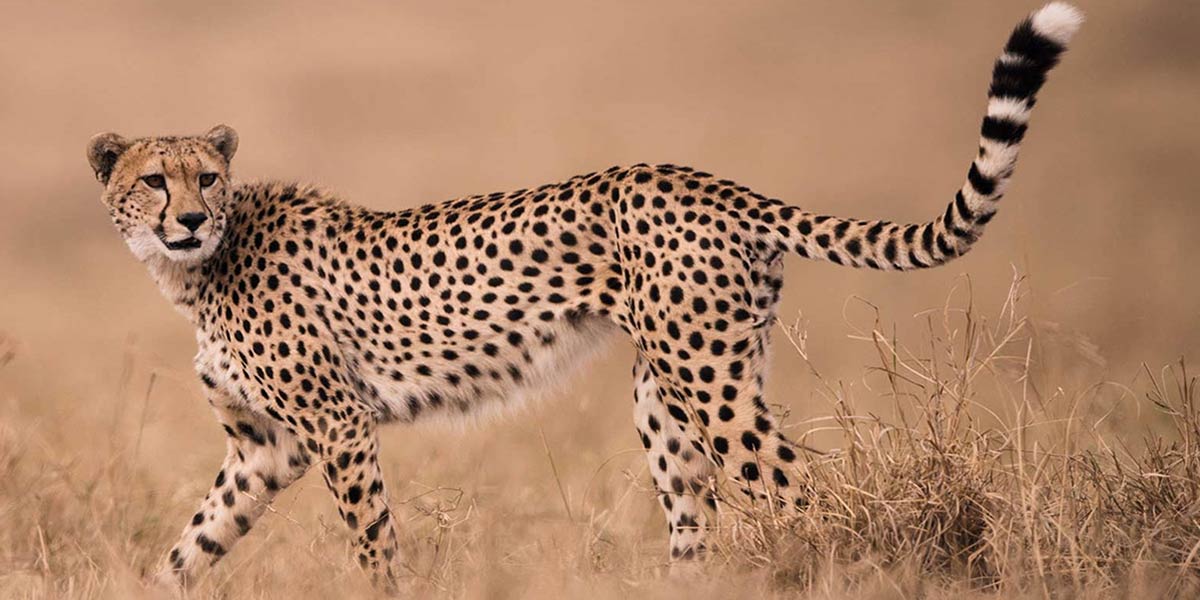 Kigosi National Park - Gundua Africa Adventure