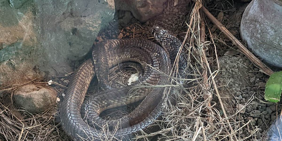 Meserani Snake Park - Gundua Africa Adventure
