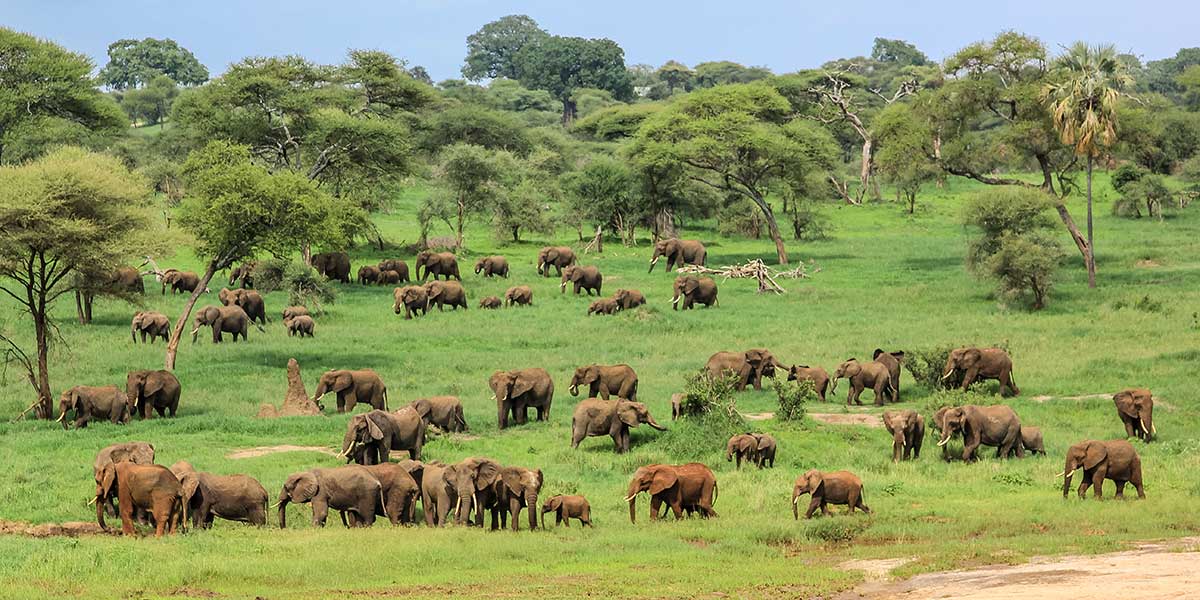 Tarangire National Park - Gundua Africa Adventure