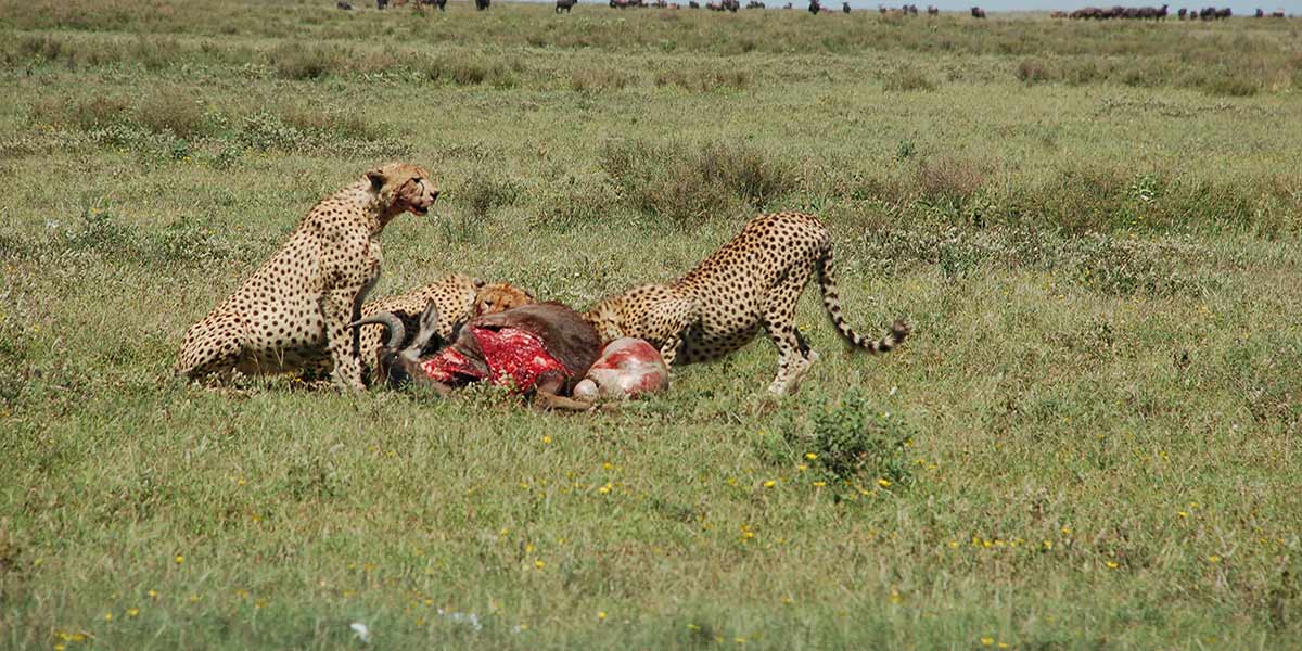 Ugalla River National Park - Gundua Africa Adventure