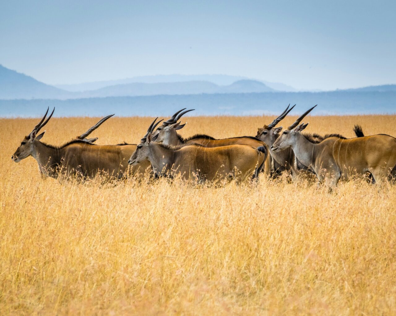 Kenya Visa Requirements 2026 | Complete Tourist Guide